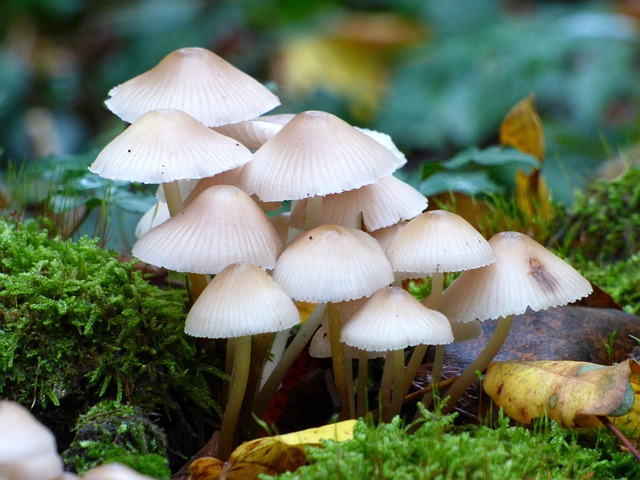 Fungus Hat Nature - Free photo on Pixabay - Pixabay