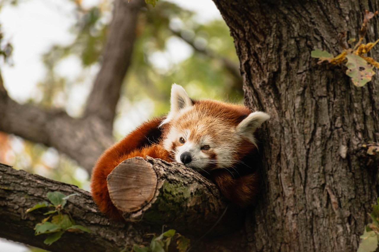 Animal Panda El Rojo - Foto gratis en Pixabay - Pixabay