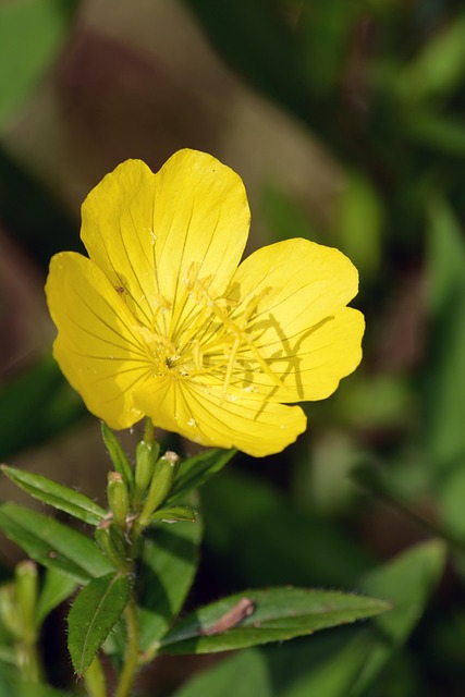 Bunga Kuning Bloom - Foto gratis di Pixabay - Pixabay