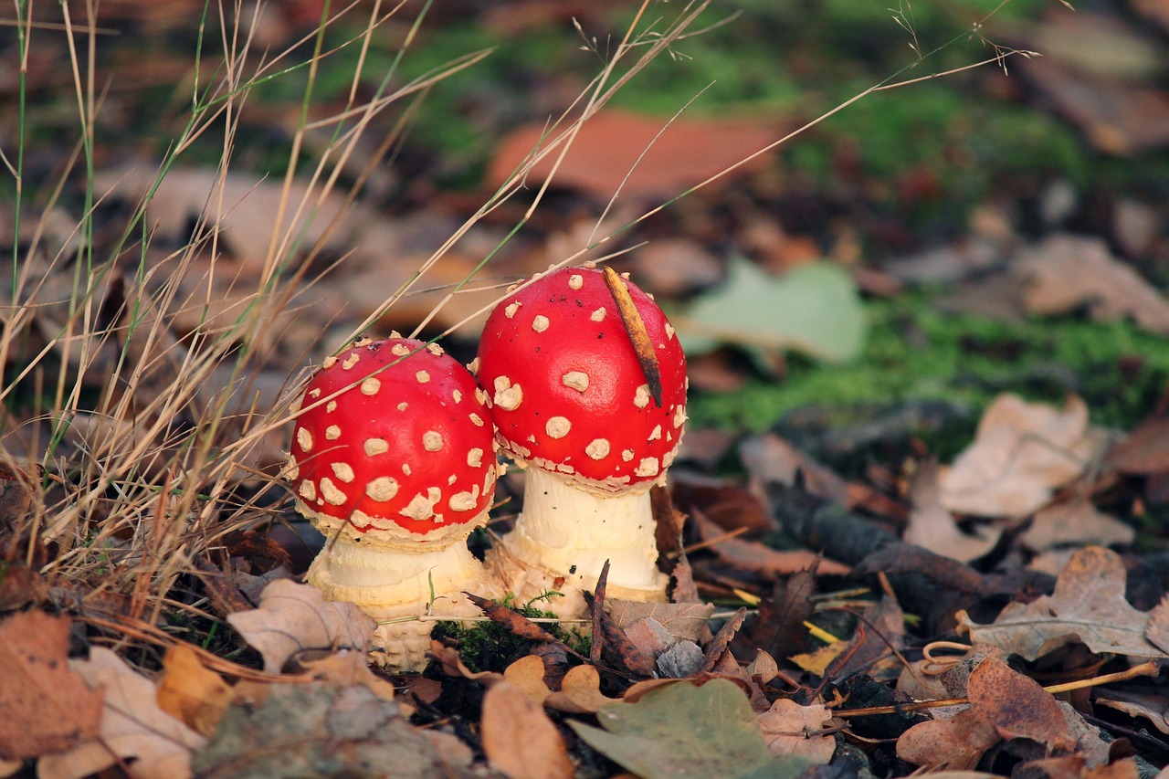 Hongos Pocos Par Amanita - Foto gratis en Pixabay - Pixabay