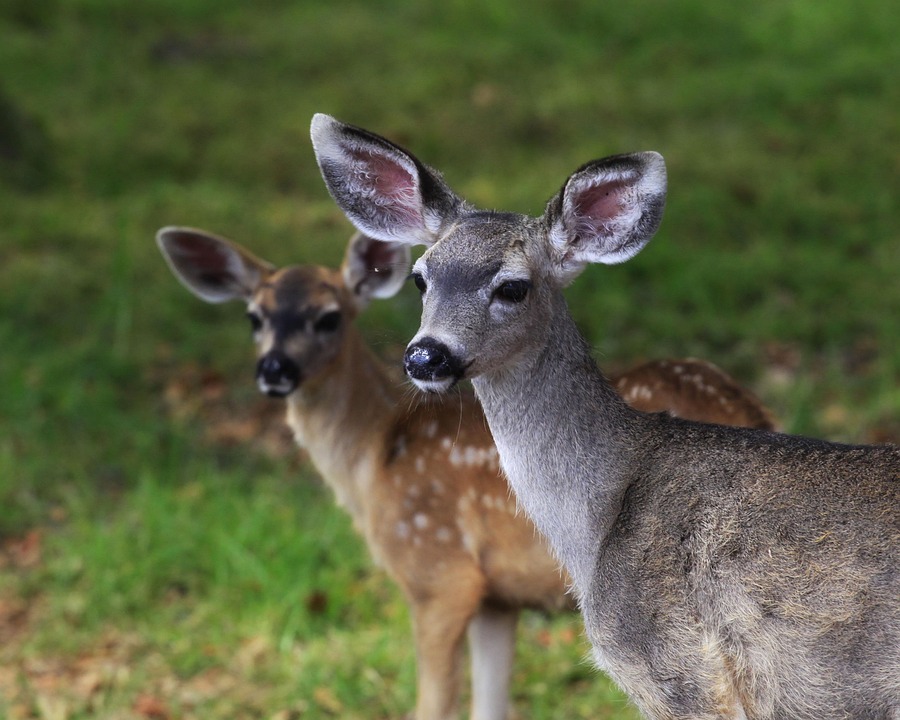 Hirsch Damhirschkuh Natur - Kostenloses Foto auf Pixabay - Pixabay
