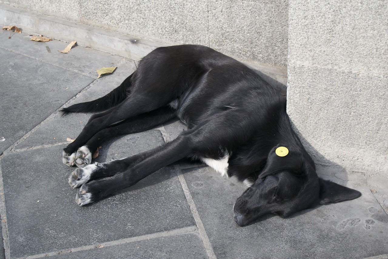 Street Dog Tbilisi Quiet - Free photo on Pixabay - Pixabay