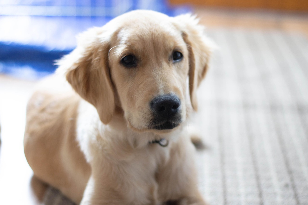 Retriever Dourado Cachorro Filhote - Foto gratuita no Pixabay - Pixabay