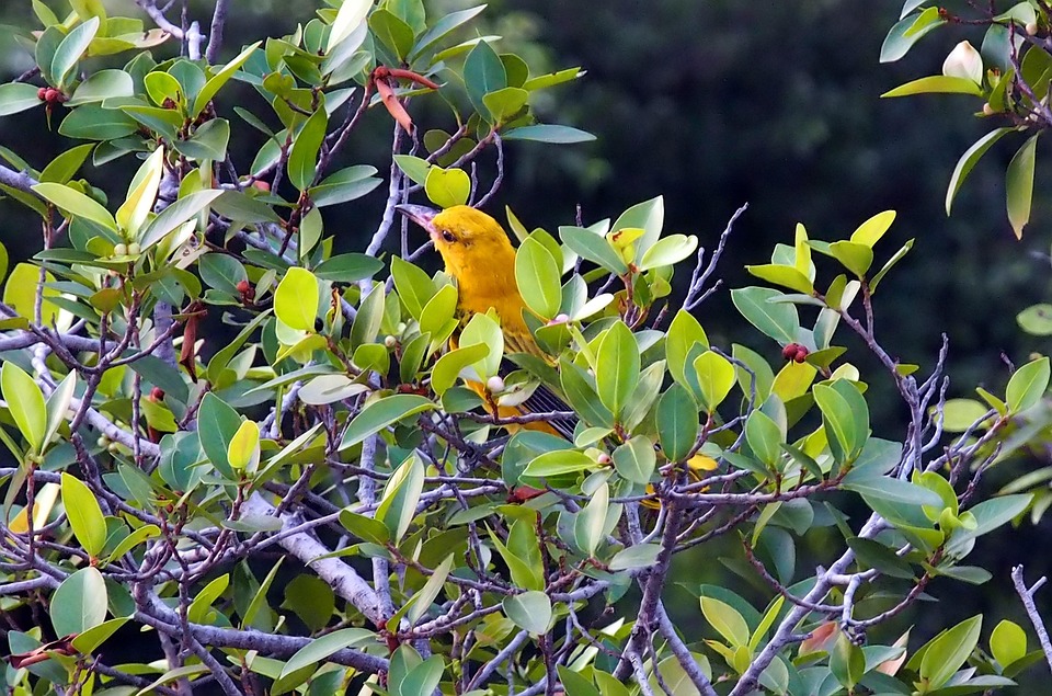 Golden Oriole Juvenile Wild Bird - Free photo on Pixabay - Pixabay