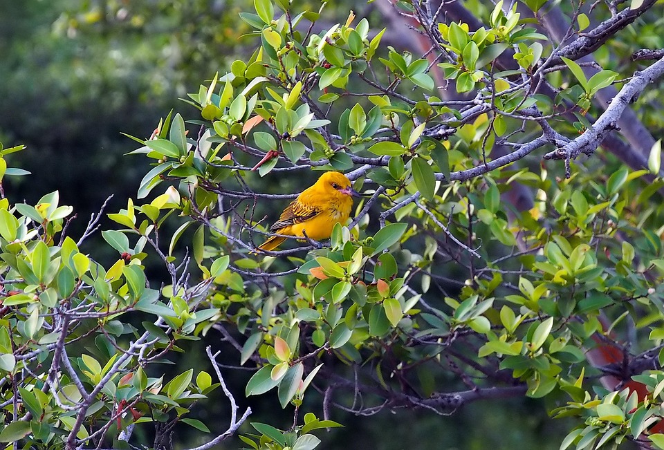 Golden Oriole Juvenile Wild Bird - Free photo on Pixabay - Pixabay