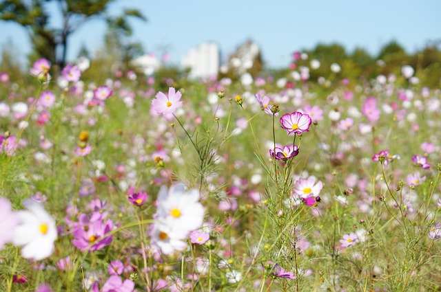 Cosmos Bunga Tanaman - Foto gratis di Pixabay - Pixabay