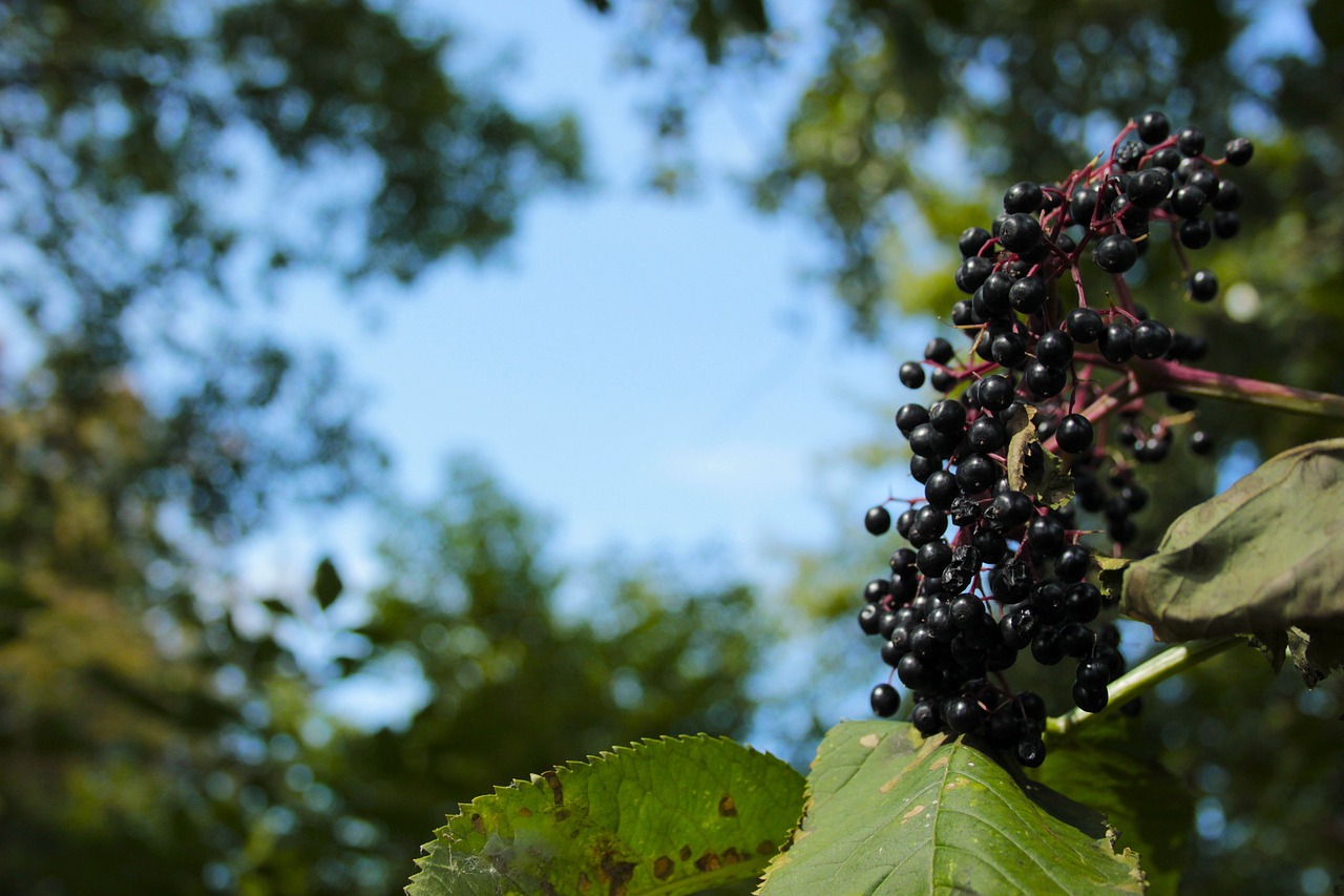 40+ Free Blueberry Tree & Nature Images - Pixabay