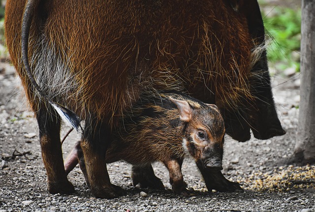 Brush Ear Pig Potamochoerus Porcus - Free photo on Pixabay - Pixabay