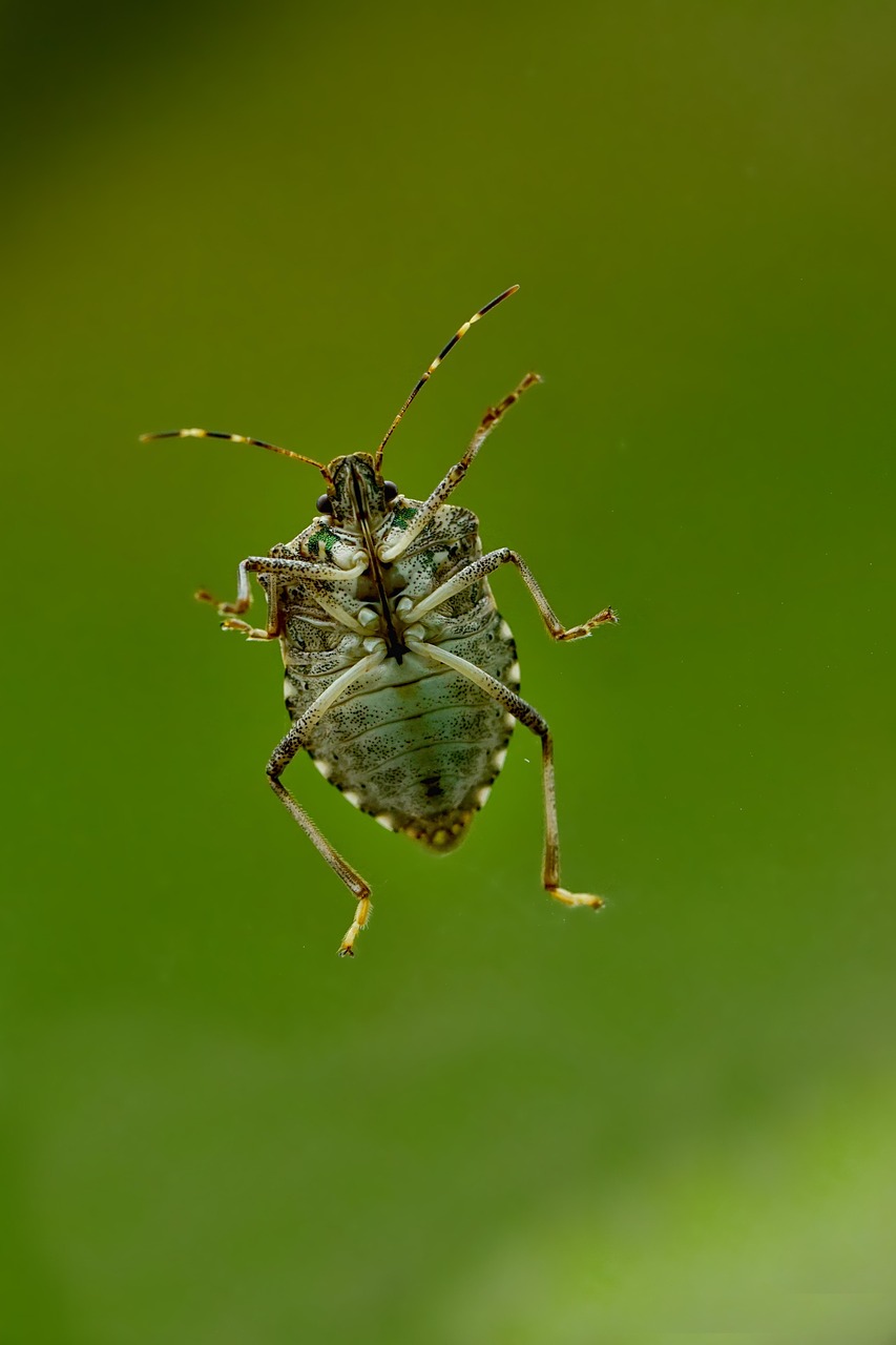 La Nature Animal Insecte - Photo gratuite sur Pixabay - Pixabay