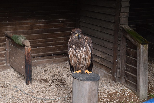 Rapace La Nature Oiseaux De Proie - Photo gratuite sur Pixabay - Pixabay