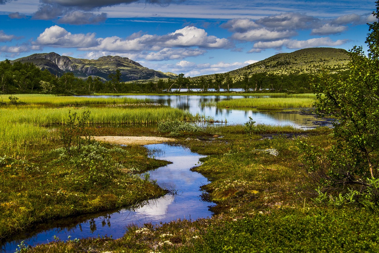 2,000+ Free Swamp & Nature Photos - Pixabay
