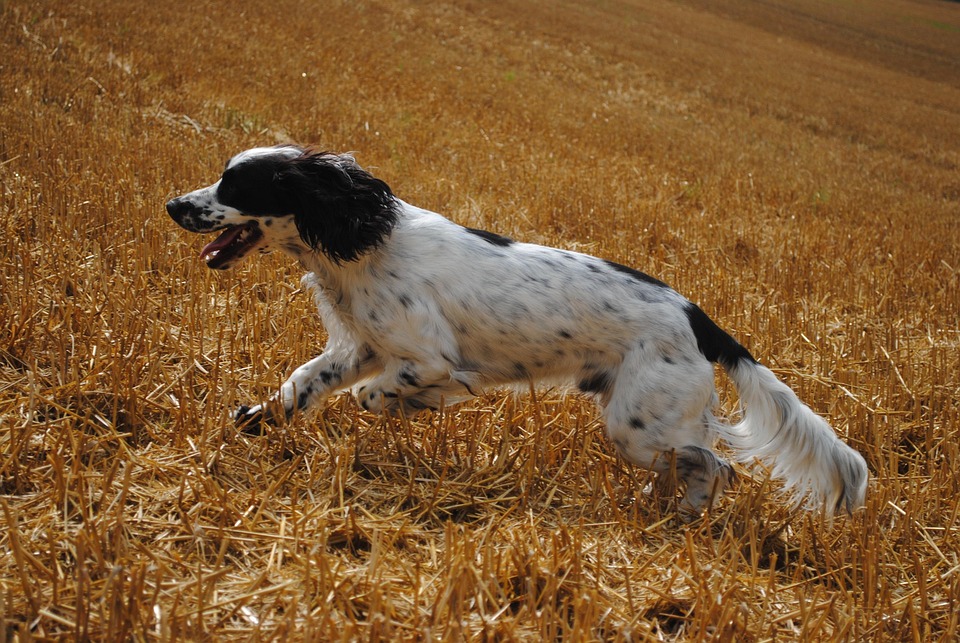 Hunting Dog Spaniel - Free photo on Pixabay