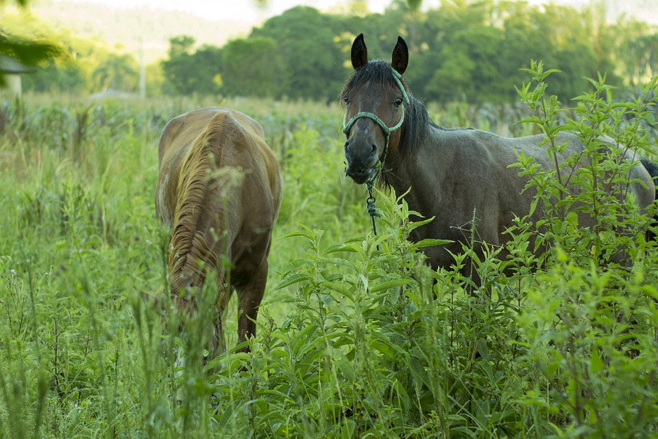 Les Chevaux Deux Champ - Photo gratuite sur Pixabay