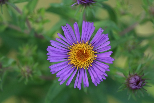 Flower Aster Nature - Free photo on Pixabay