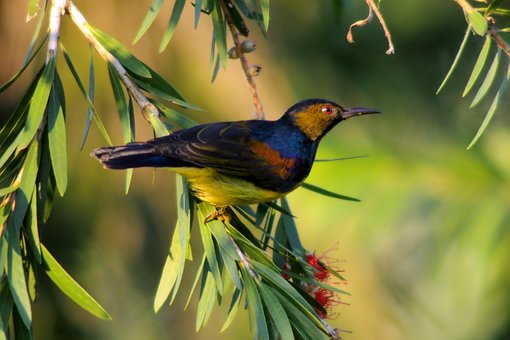 100+ Free Sunbird & Bird Photos