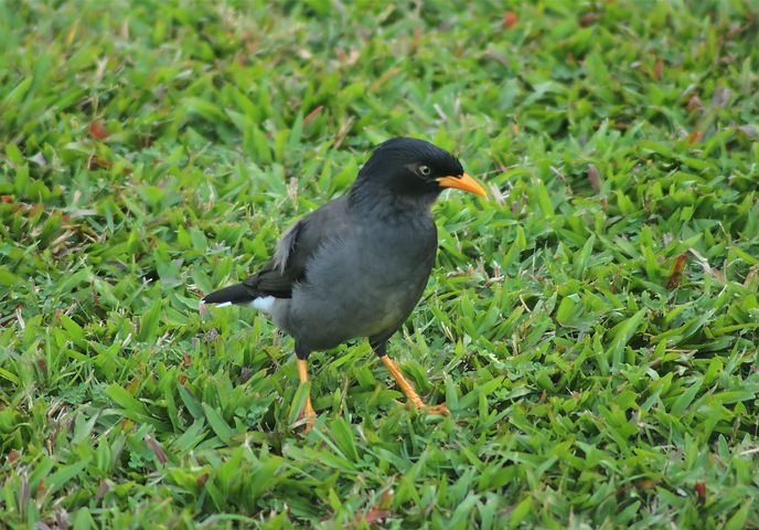 300+ Free Myna & Bird Images