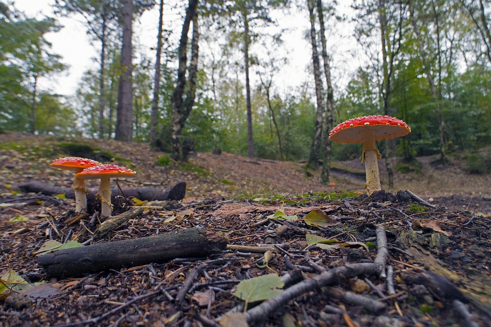 Champignons Forêt Tombe La - Photo gratuite sur Pixabay