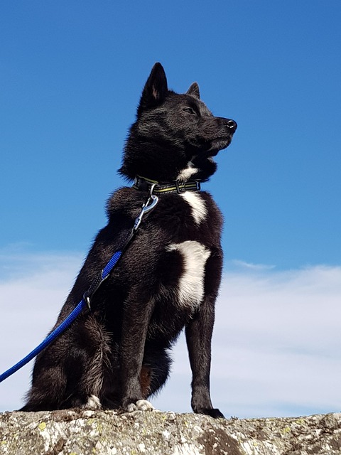 Noruego Buhund Perro - Foto gratis en Pixabay - Pixabay