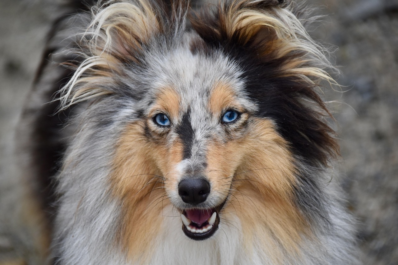 Perro Shetland Sheepdog - Foto gratis en Pixabay