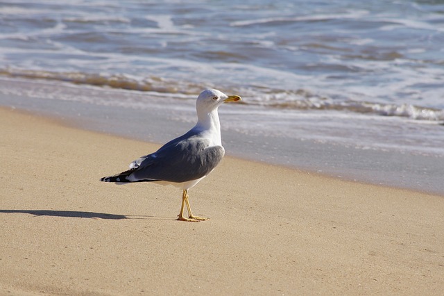 Mouette Seagull Bird - Photo gratuite sur Pixabay - Pixabay