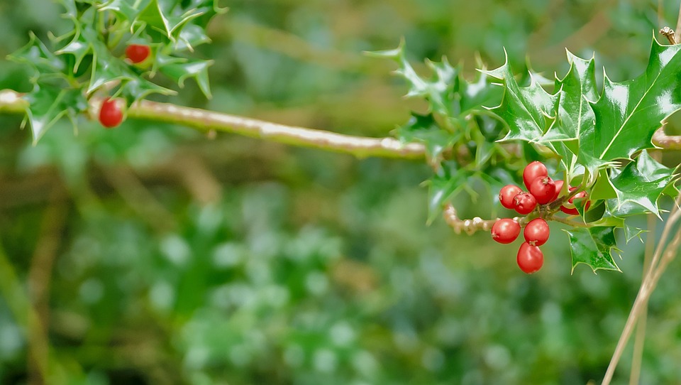 Holly Branch Nature Bay - Free photo on Pixabay - Pixabay
