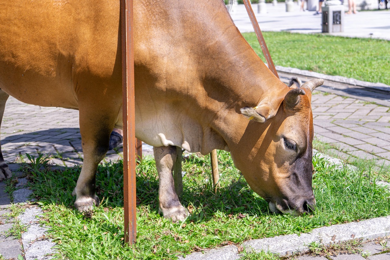 Más de 80 imágenes gratis de Las Vacas Con Cuernos y Vaca - Pixabay