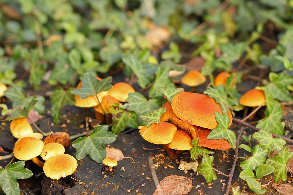 Fall Mushrooms Brown - Free photo on Pixabay - Pixabay