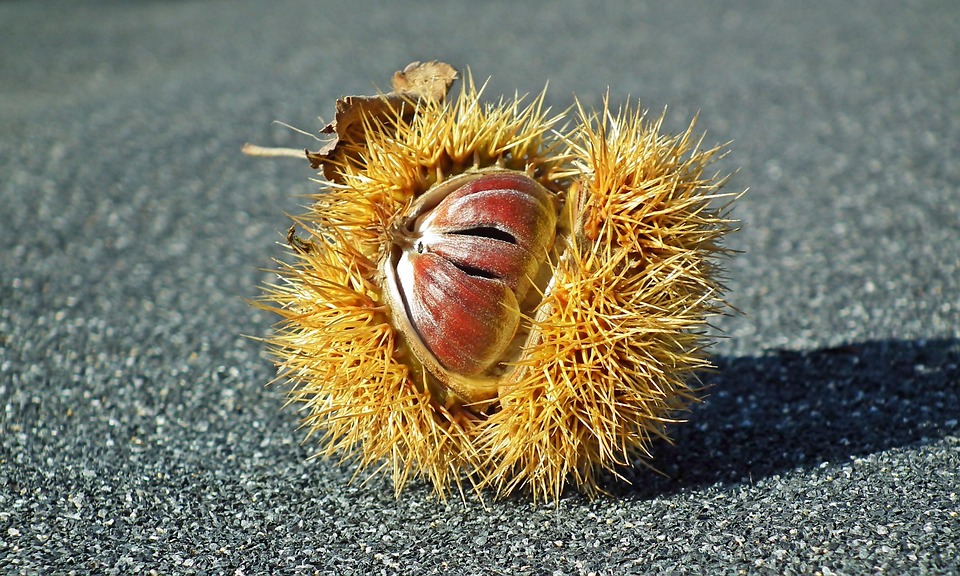 Chestnut Edible Barbed - Free photo on Pixabay - Pixabay