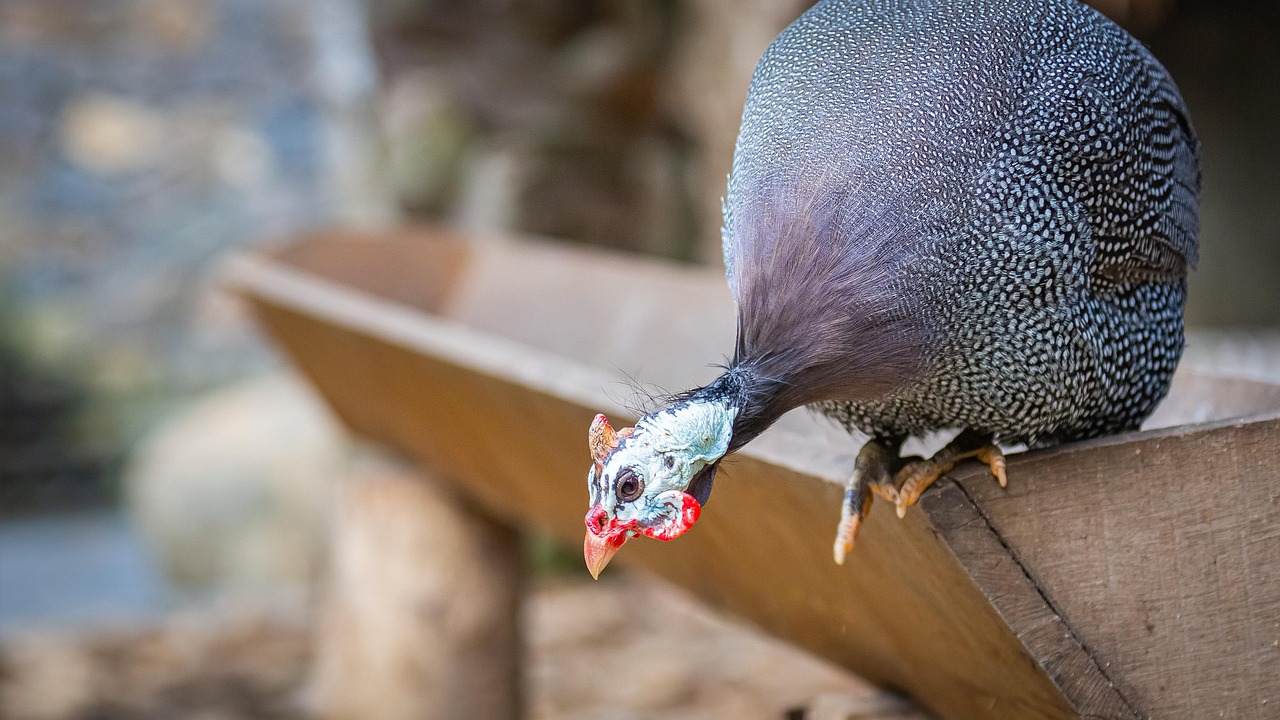 Guinea Fowl Poultry Bird - Free photo on Pixabay - Pixabay