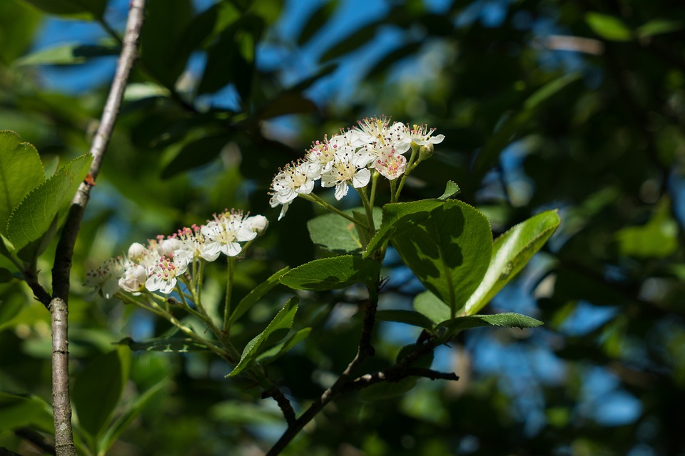 Black Rowan Bloom Spring - Free photo on Pixabay - Pixabay