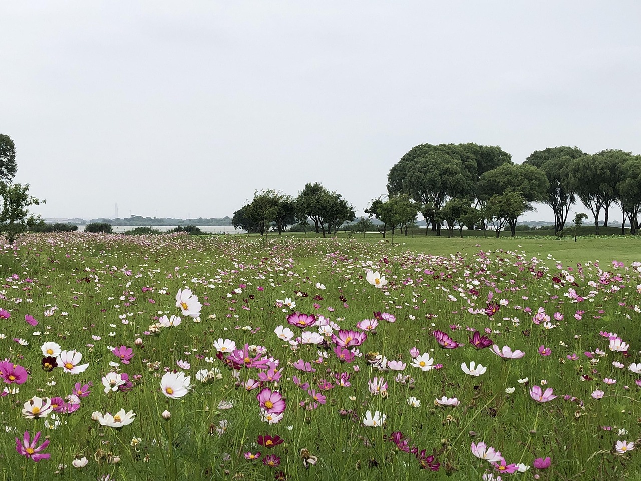 Fleurs Prairie - Photo gratuite sur Pixabay - Pixabay