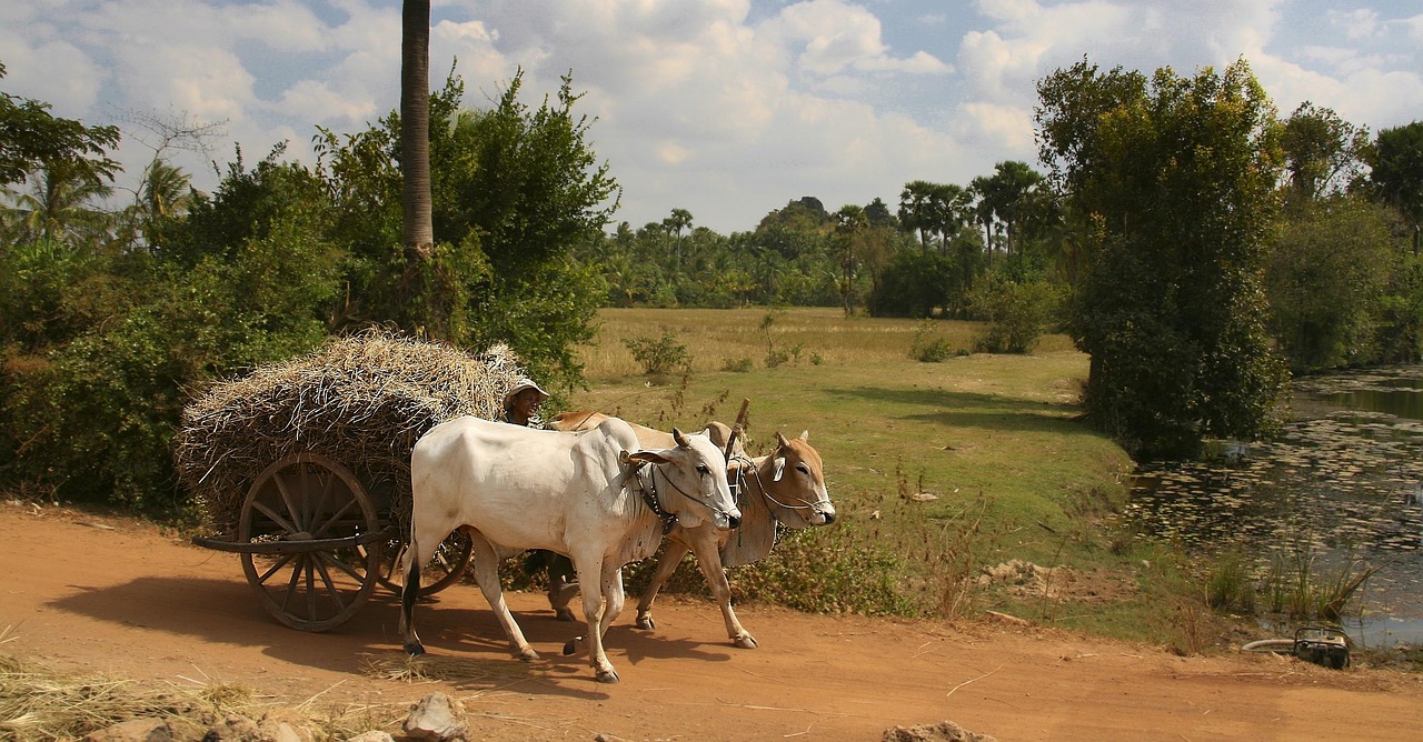 Ox Cart Harvest Rice - Free photo on Pixabay - Pixabay