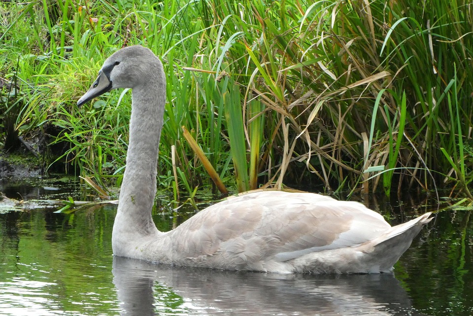 Cygnet Plumage Gray - Free photo on Pixabay - Pixabay