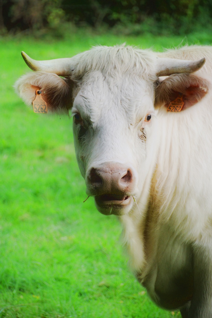 Vache Mammifère L'Élevage - Photo gratuite sur Pixabay - Pixabay