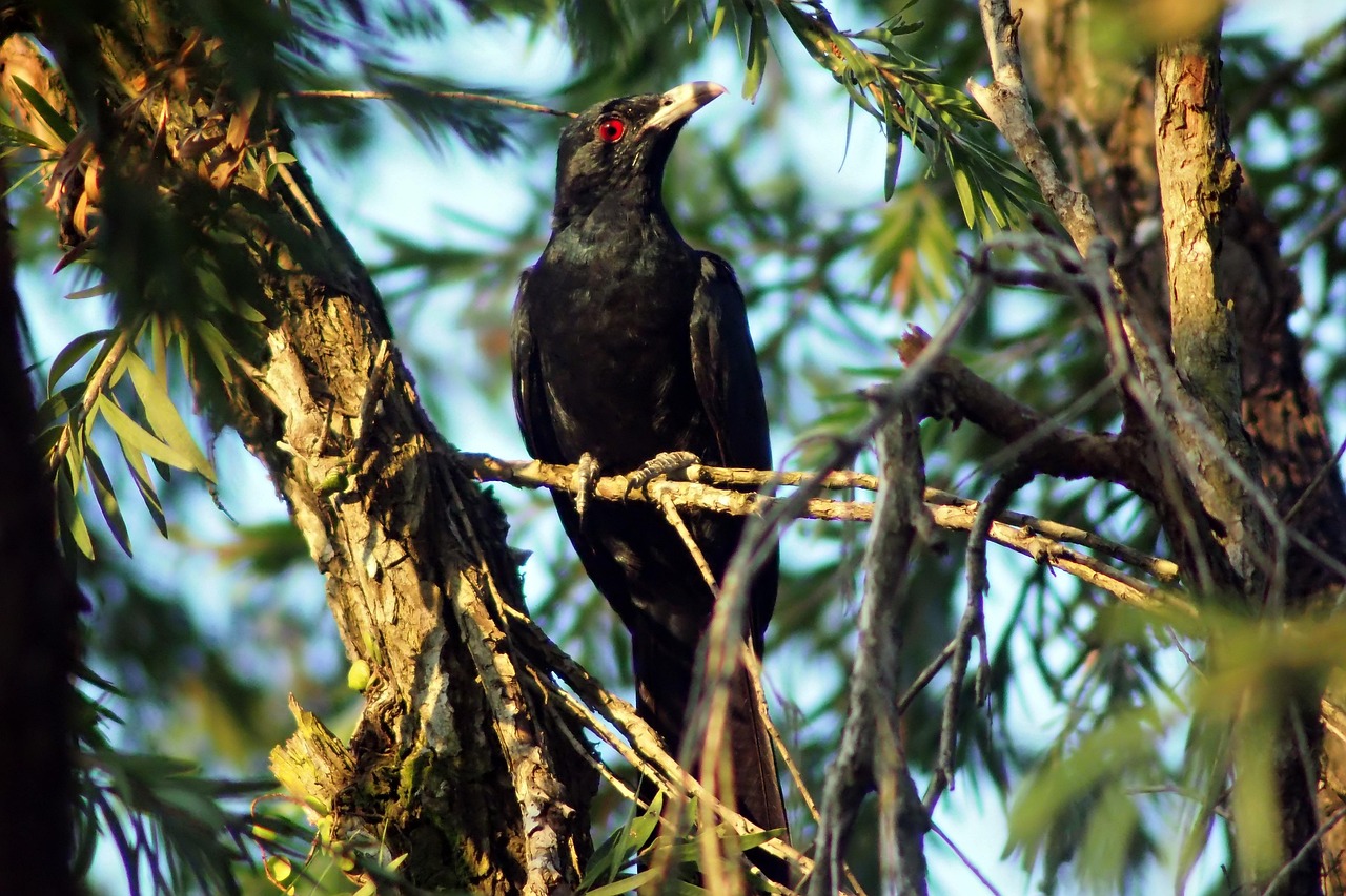 30,000+ Free Koel Bird & Bird Images - Pixabay