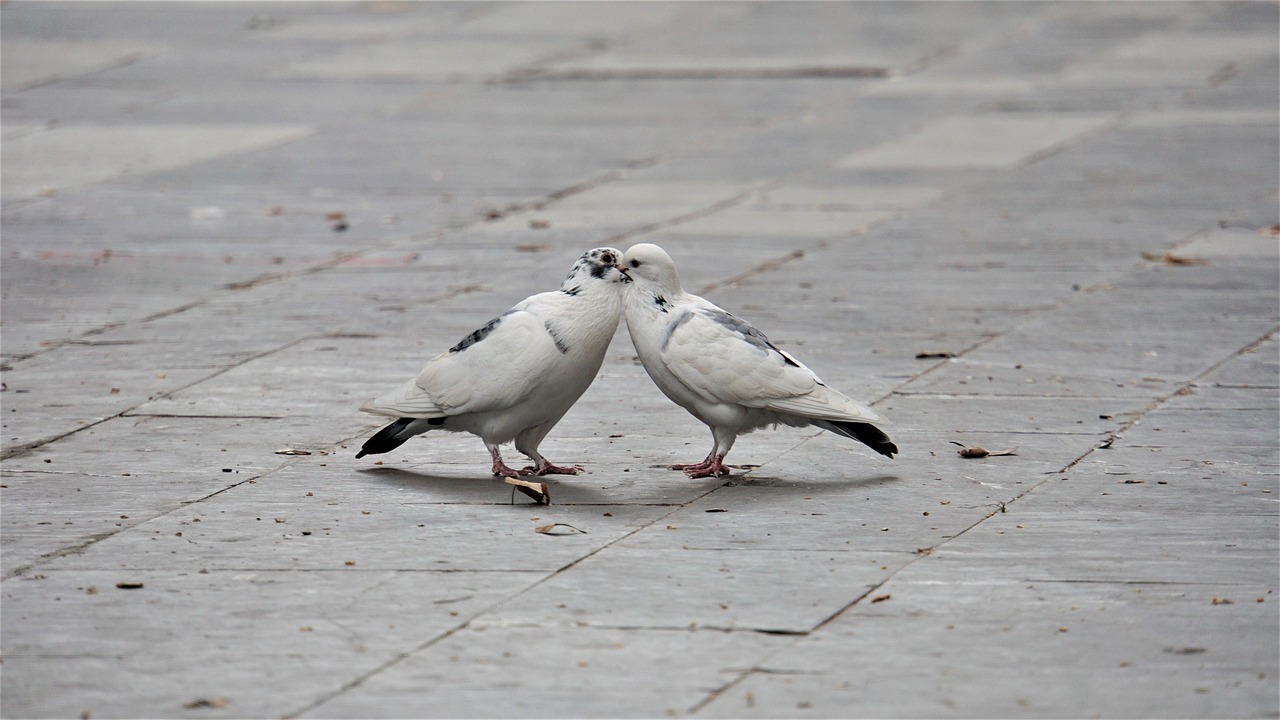 20,000+ Free Kiss Hd & Kiss Images - Pixabay