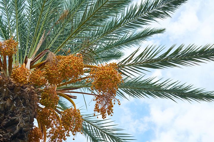 6,000 + 무료 Palm Tree & 야자수 이미지 - Pixabay