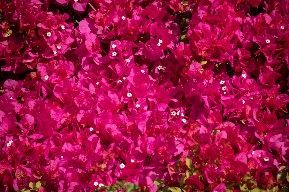 Bugenvil Bunga-Bunga Bloom Merah - Foto gratis di Pixabay - Pixabay