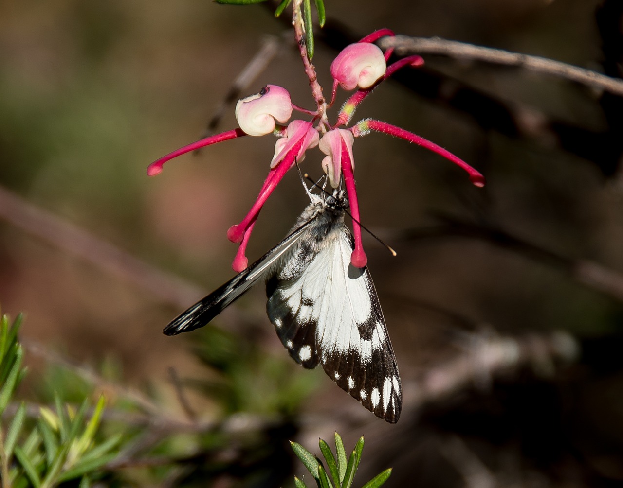 Mariposa Insecto Negro - Foto gratis en Pixabay - Pixabay