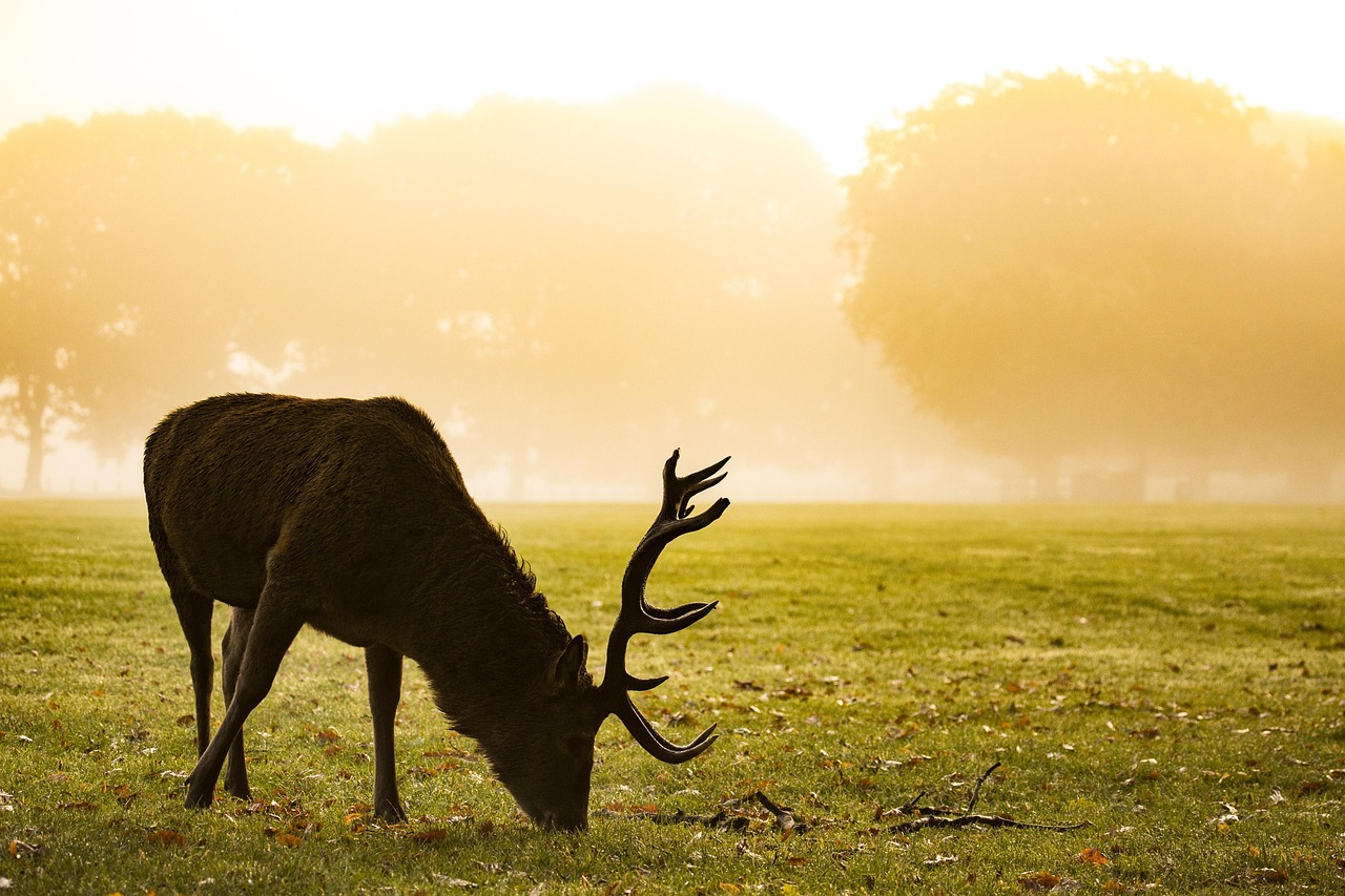 300+ Free Hunting Deer & Deer Images - Pixabay