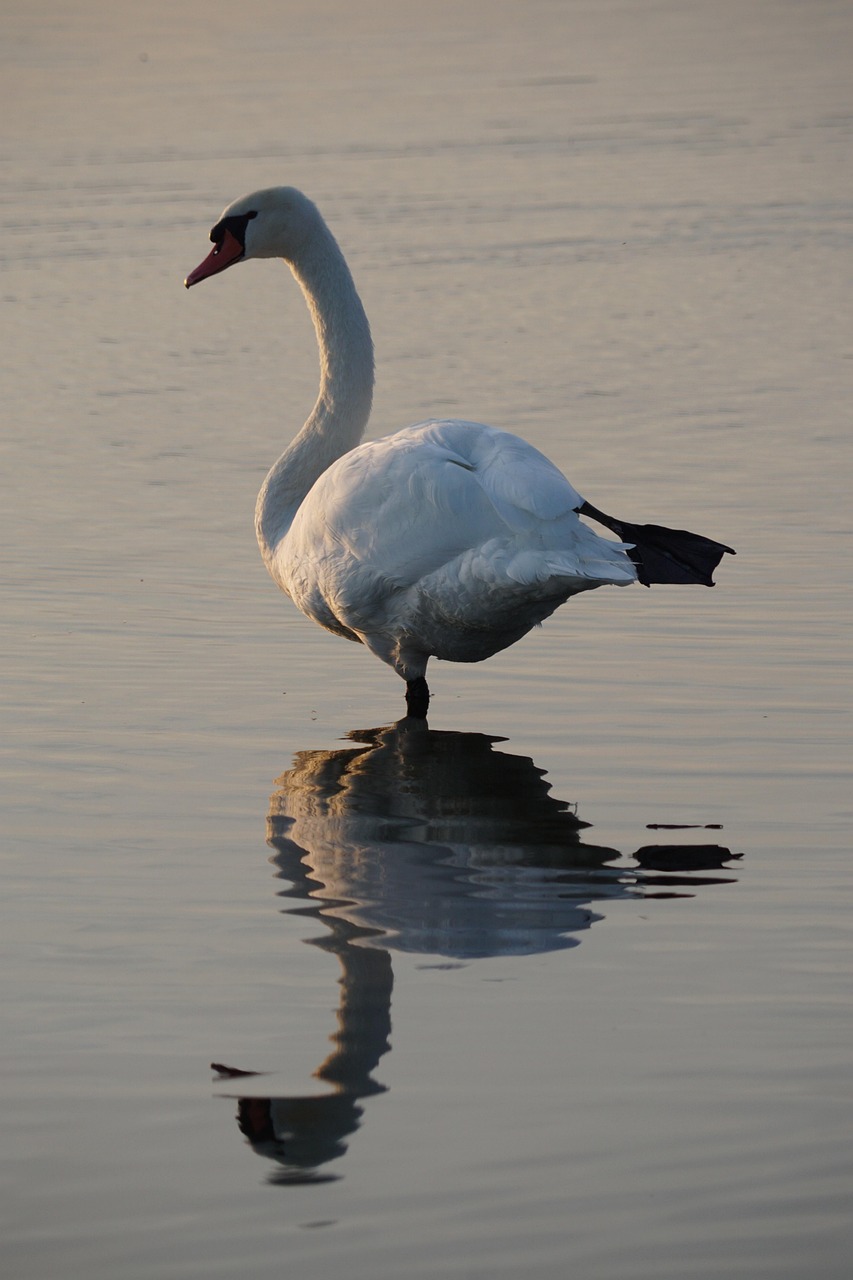 Swan Bird Nature - Free photo on Pixabay