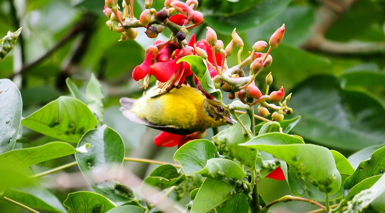 Juvenile Plain-Throated Sunbird - Free photo on Pixabay - Pixabay