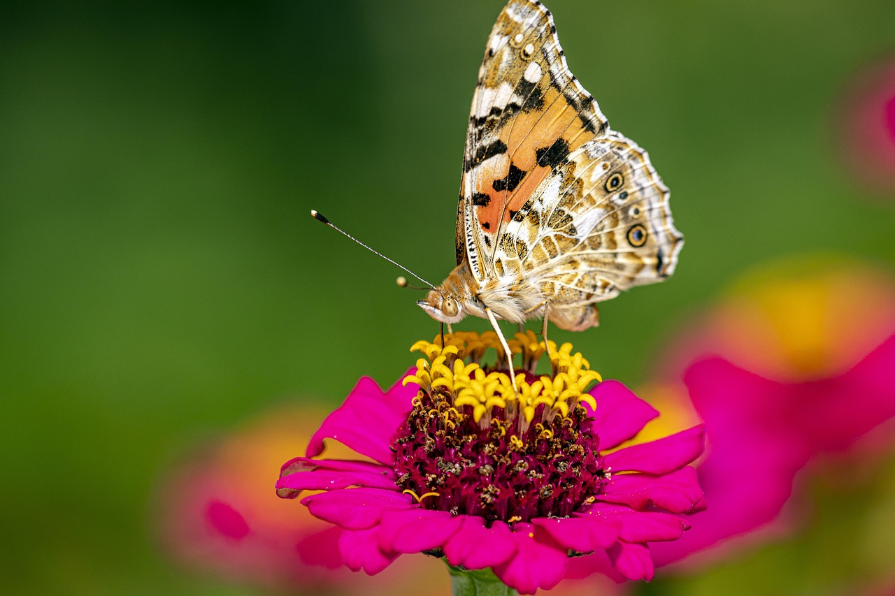 Summer Outdoors Butterfly - Free photo on Pixabay - Pixabay