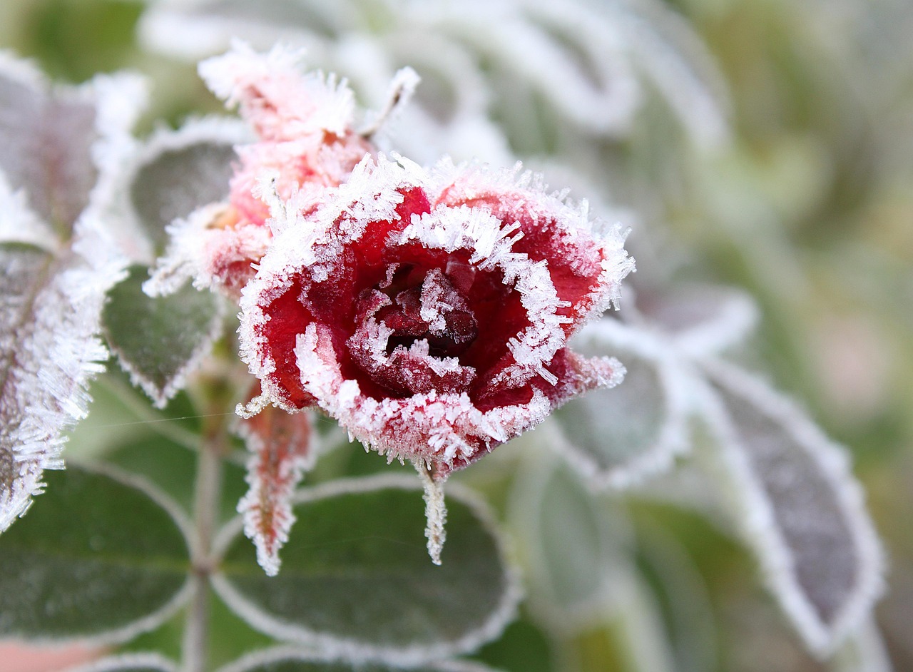 Rose Frost Herbst - Kostenloses Foto auf Pixabay - Pixabay