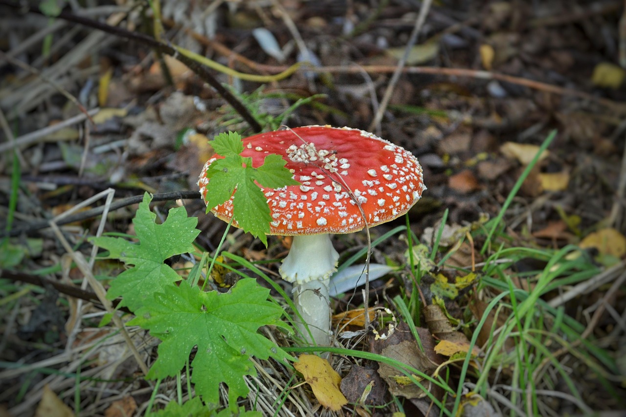Nature Champignon Amanite Mouche - Photo gratuite sur Pixabay - Pixabay