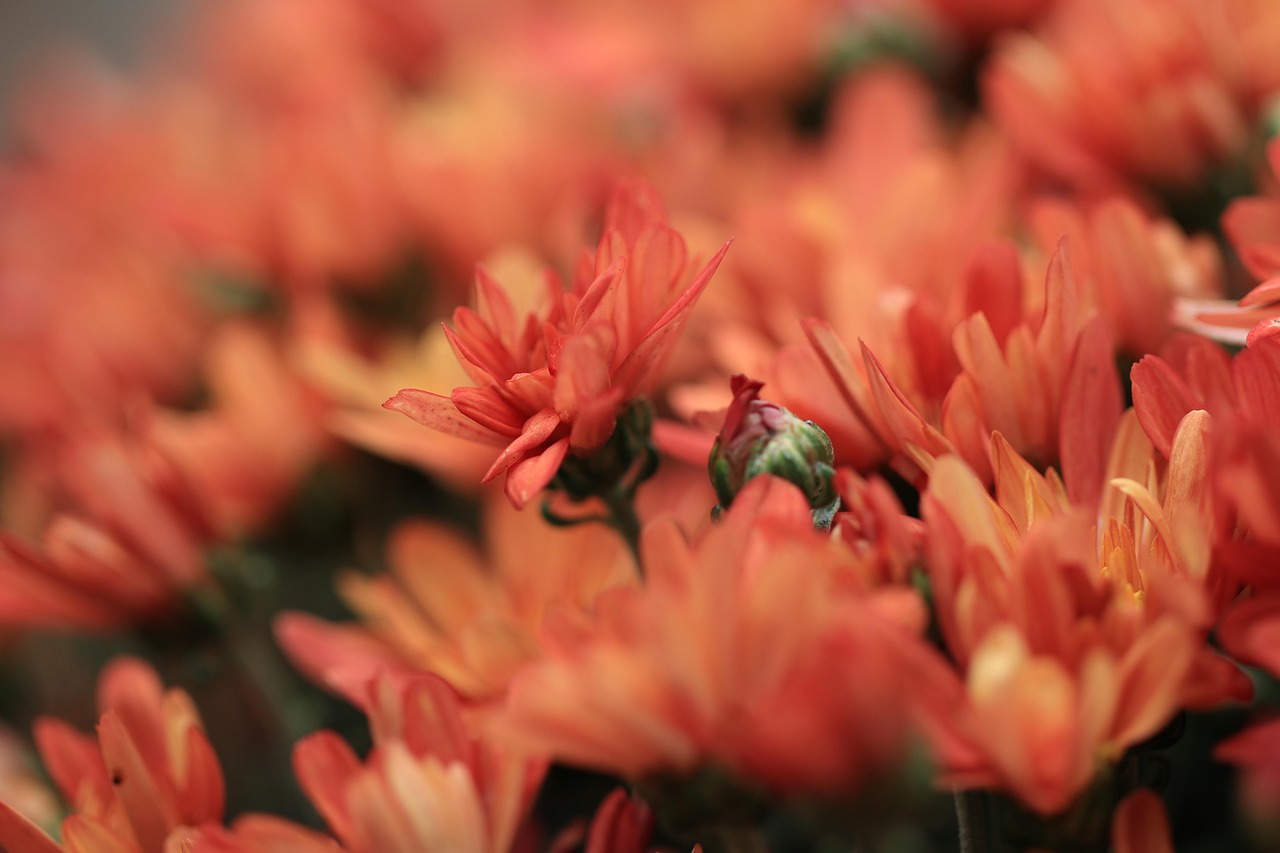 4,000+ Free Chrysanthemum & Nature Images - Pixabay