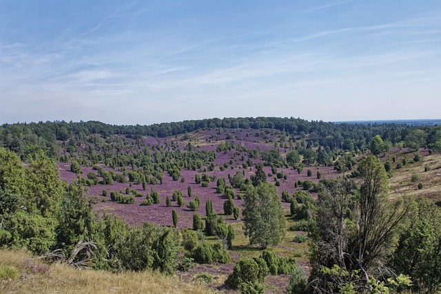Germany Lüneburg Heath Nature - Free photo on Pixabay
