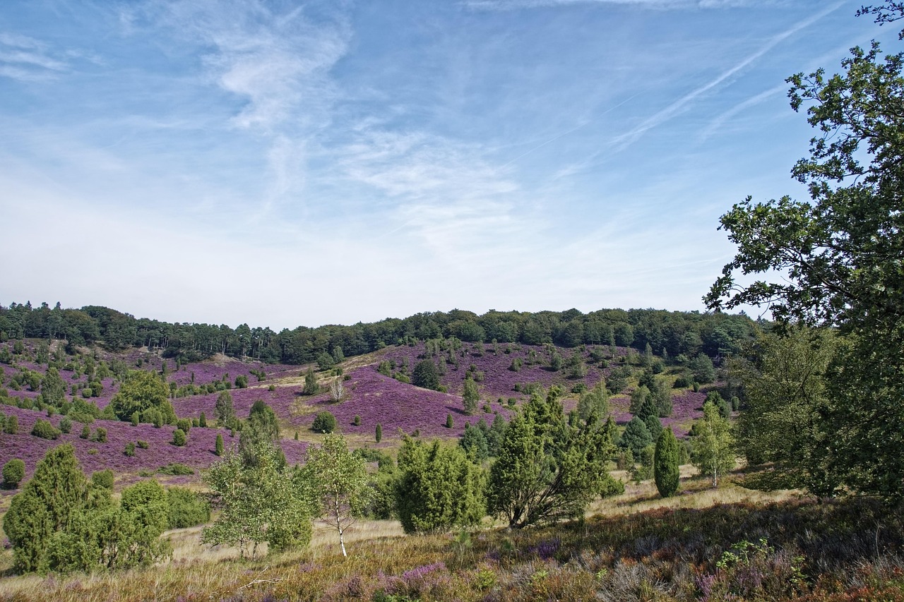 Germany Lüneburg Heath Nature - Free photo on Pixabay