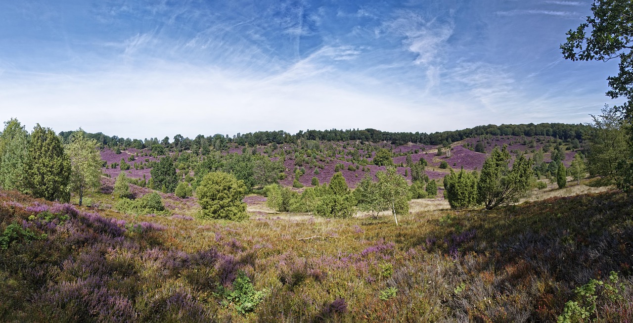 Germany Lüneburg Heath Nature - Free photo on Pixabay - Pixabay