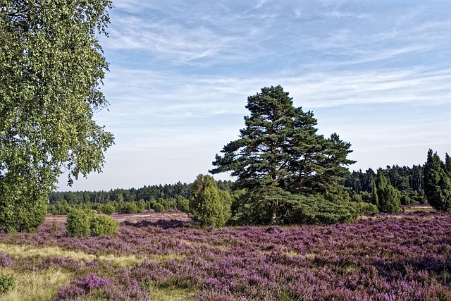 Germany Lüneburg Heath Nature - Free photo on Pixabay